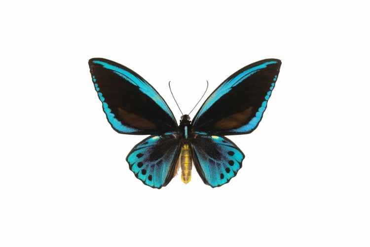 Symbolism Of Black And Blue Butterfly at Iris Morris blog